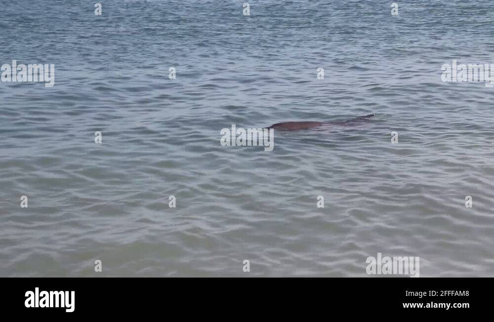 Dolphin at shark bay monkey mia Stock Videos & Footage - HD and 4K ...