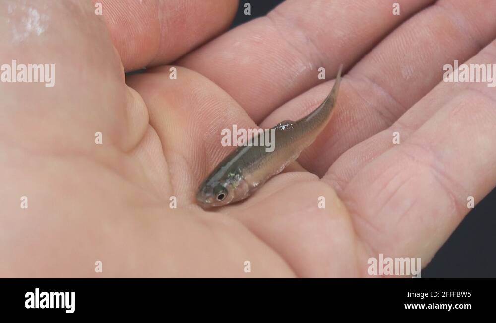 Little tiny fish Stock Videos & Footage - HD and 4K Video Clips - Alamy