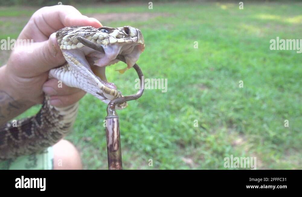 Eastern diamondback rattlesnake fangs Stock Videos & Footage - HD and ...