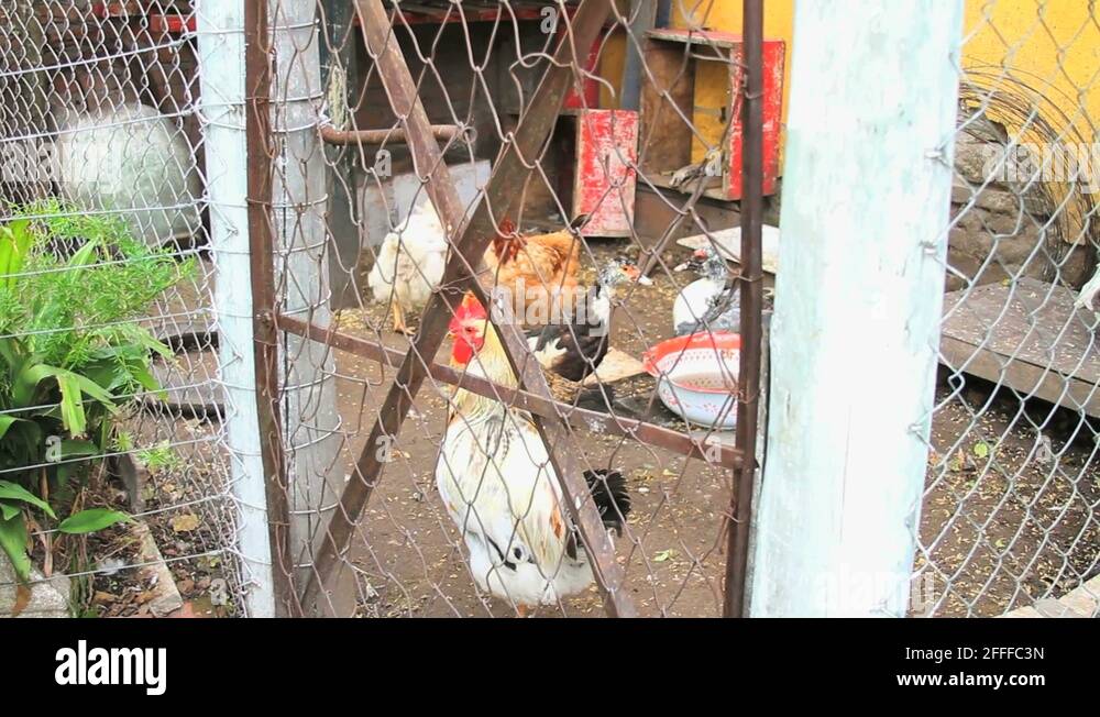 Raised chickens farm Stock Videos & Footage - HD and 4K Video Clips - Alamy