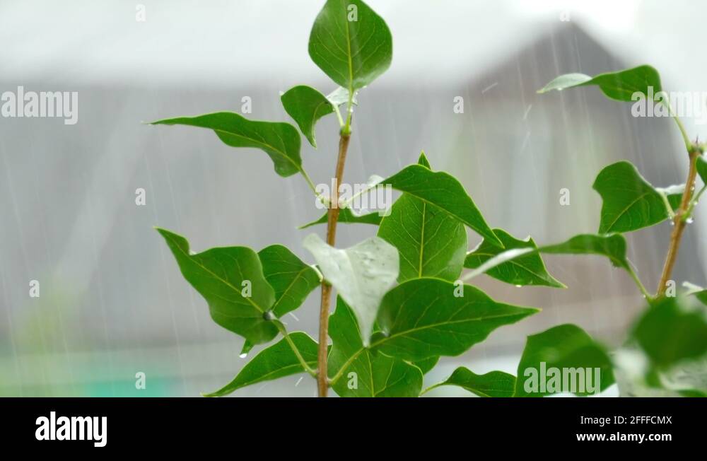 Rain rack Stock Videos & Footage - HD and 4K Video Clips - Alamy