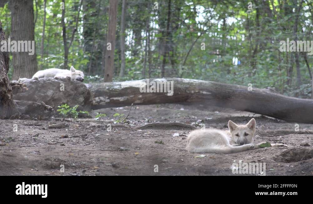 Gray wolf rest Stock Videos & Footage - HD and 4K Video Clips - Alamy