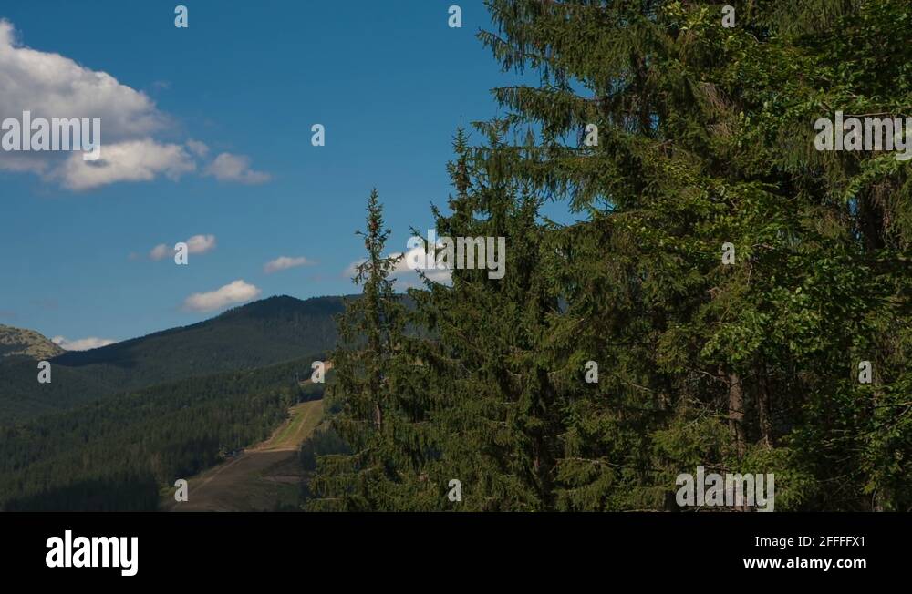 Crown lift tree Stock Videos & Footage - HD and 4K Video Clips - Alamy