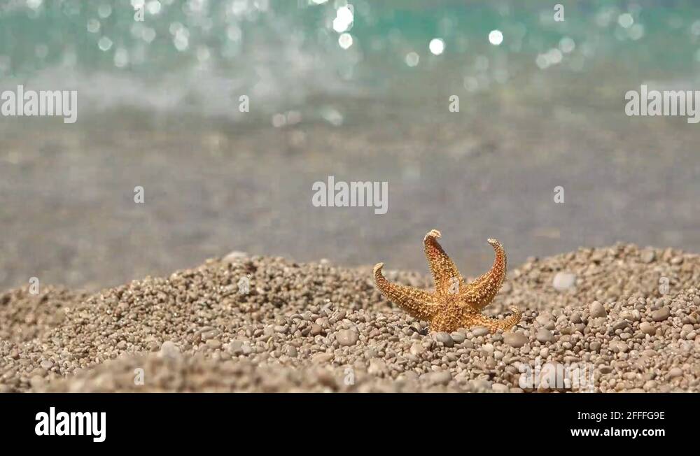 Seastar on the seaside sand waving sea moving smoothly 4K Stock Video ...