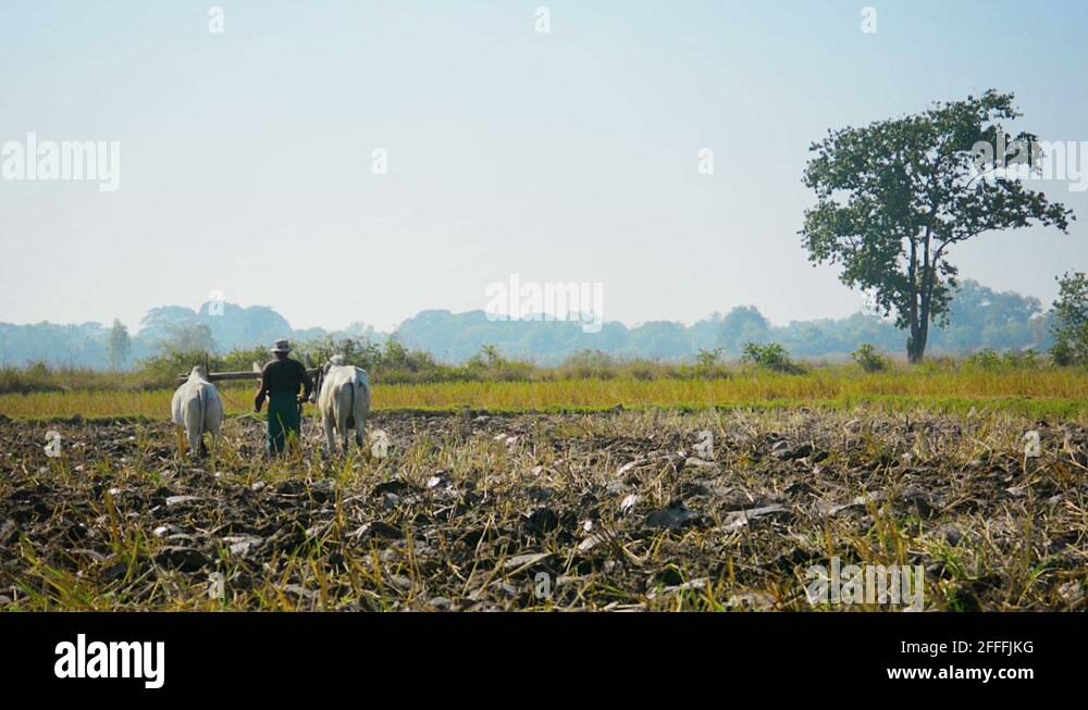 Harrowing field animal Stock Videos & Footage - HD and 4K Video Clips ...