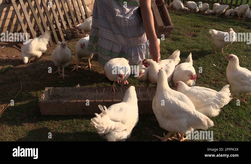 Farmer woman white chicken bird Stock Videos & Footage - HD and 4K ...