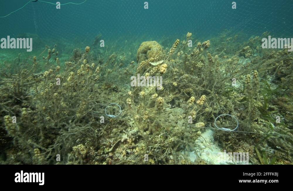 Fishing net on coral reef Stock Videos & Footage - HD and 4K Video ...