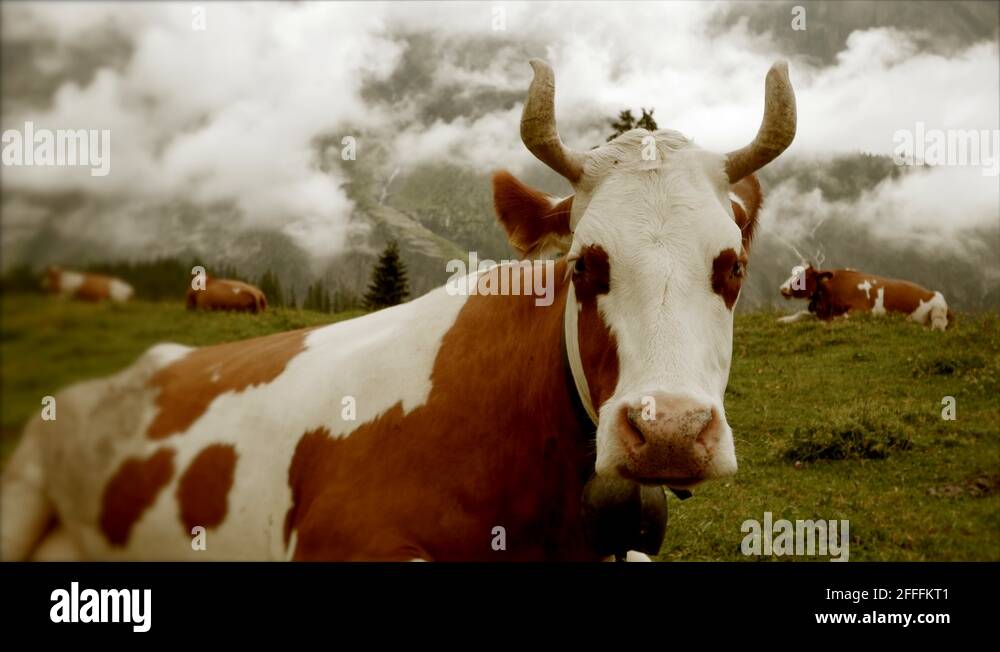 Cow cows farm farming agriculture field fields land Stock Videos ...