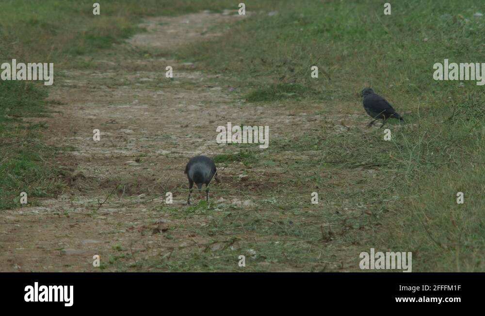 Surveying insects Stock Videos & Footage - HD and 4K Video Clips - Alamy