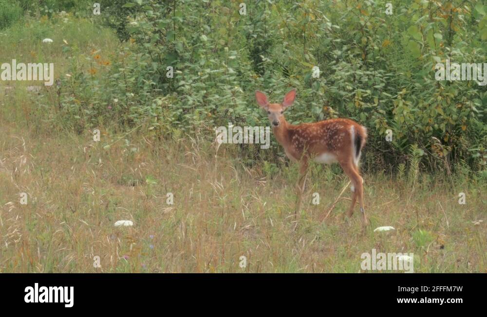 Fawn eye Stock Videos & Footage - HD and 4K Video Clips - Alamy