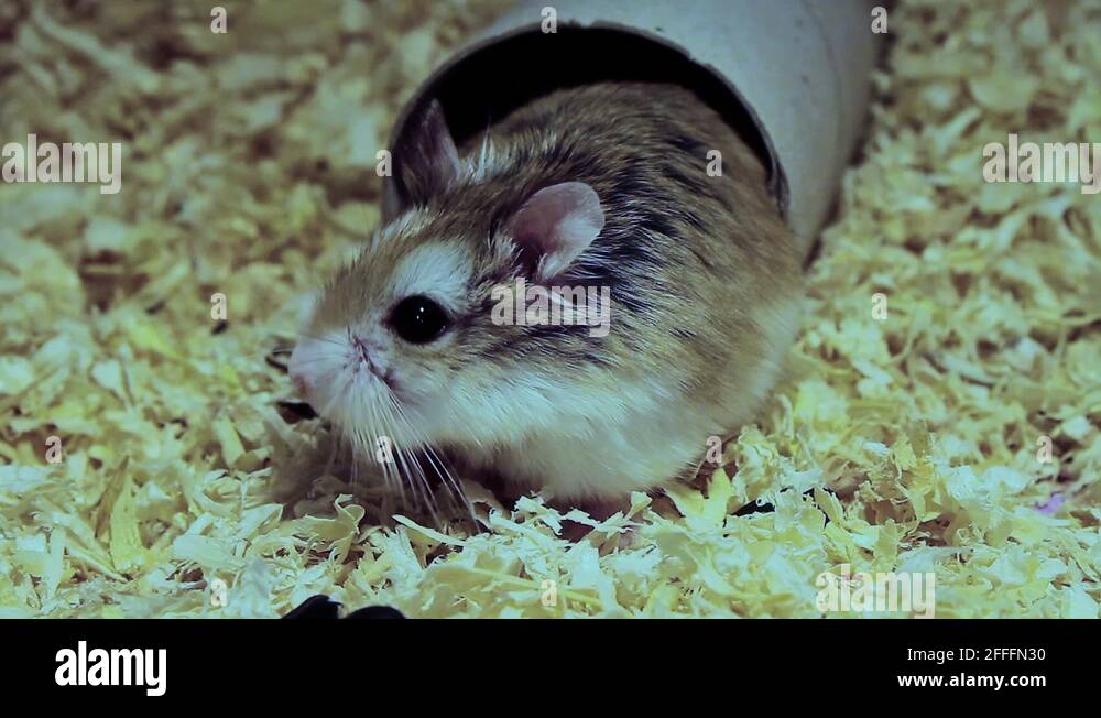 Desert hamster Stock Videos & Footage - HD and 4K Video Clips - Alamy