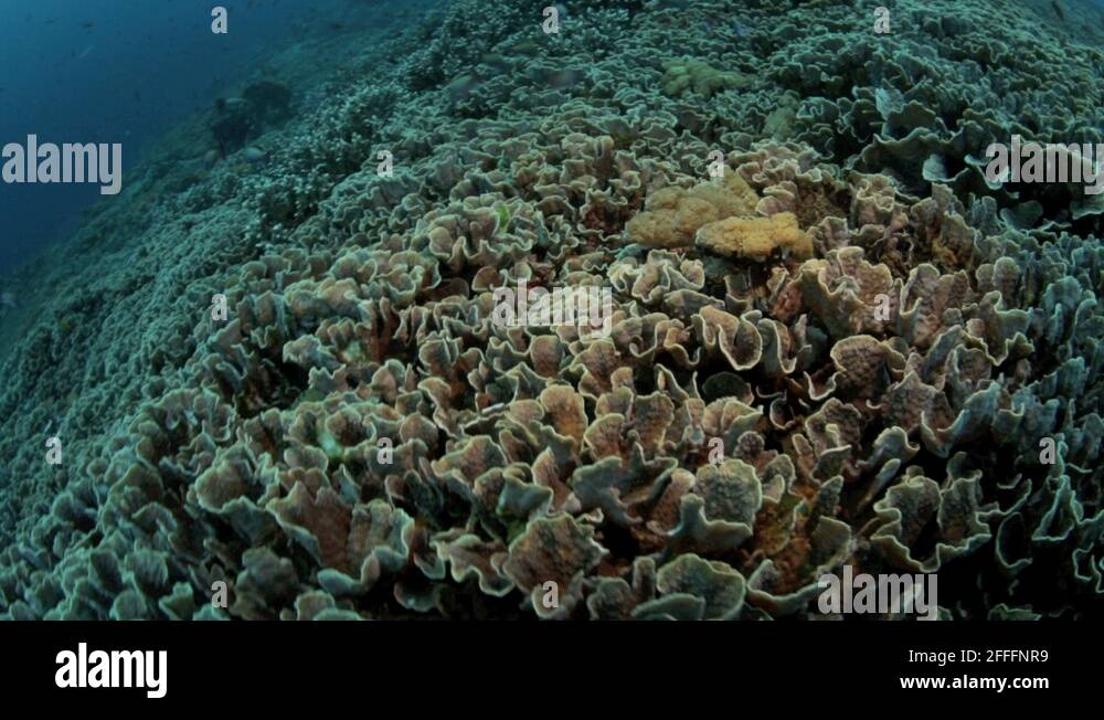 Funnel coral Stock Videos & Footage - HD and 4K Video Clips - Alamy