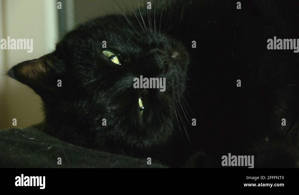 Indoor feline Stock Videos & Footage - HD and 4K Video Clips - Alamy