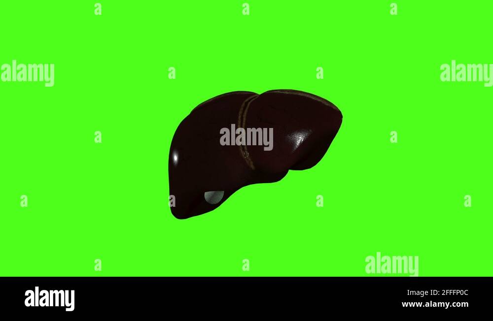 medical laboratory healthy motion graphics technology liver 3D model ...