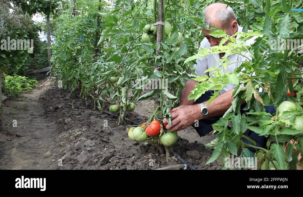 Vegetable picker Stock Videos & Footage - HD and 4K Video Clips - Alamy