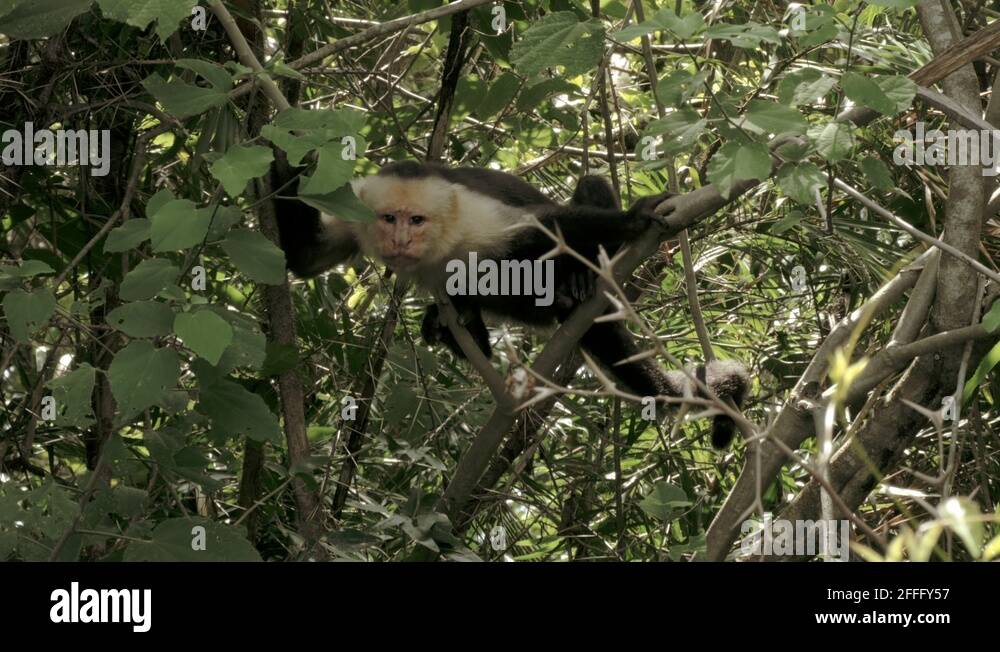 Non primate Stock Videos & Footage - HD and 4K Video Clips - Alamy