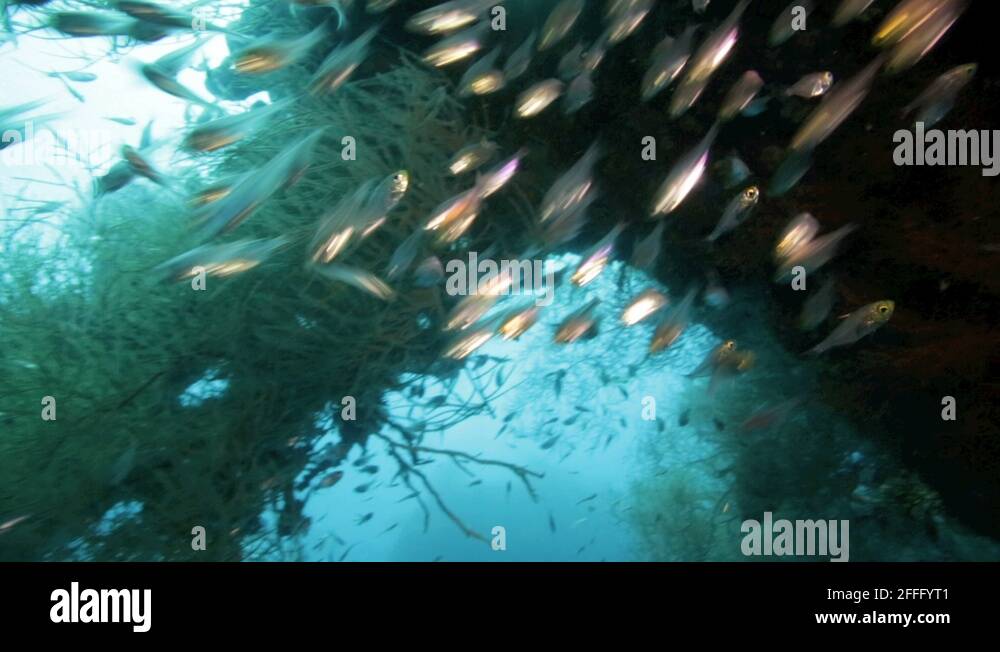 Golden sweeper fish Stock Videos & Footage - HD and 4K Video Clips - Alamy