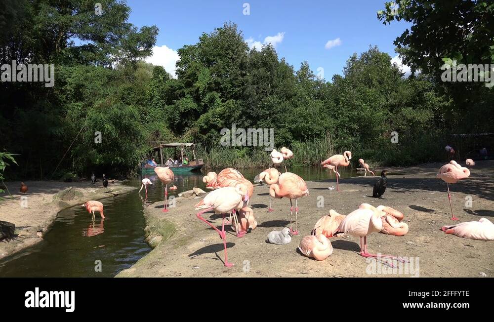Flamingo boat Stock Videos & Footage - HD and 4K Video Clips - Alamy