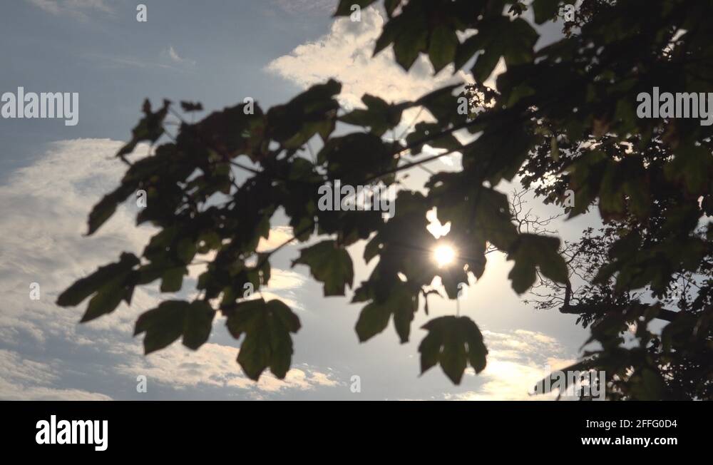 Shade tree leaf Stock Videos & Footage - HD and 4K Video Clips - Alamy