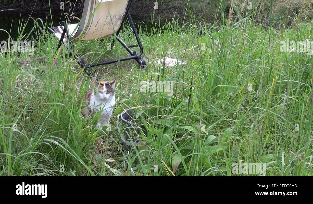 Cat in bucket Stock Videos & Footage - HD and 4K Video Clips - Alamy