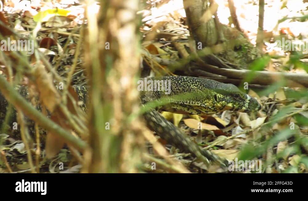 Big lizard Stock Videos & Footage - HD and 4K Video Clips - Alamy