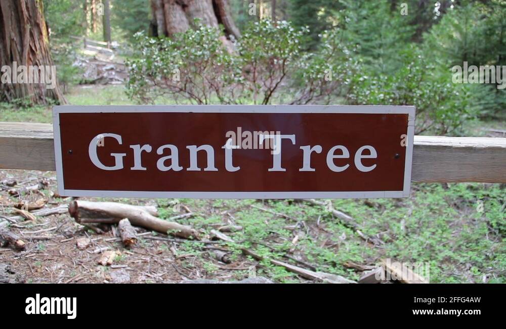 General grant tree Stock Videos & Footage - HD and 4K Video Clips - Alamy