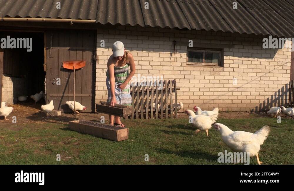 woman feed poultry broiler chicken in farm stall outdoor Stock Video ...