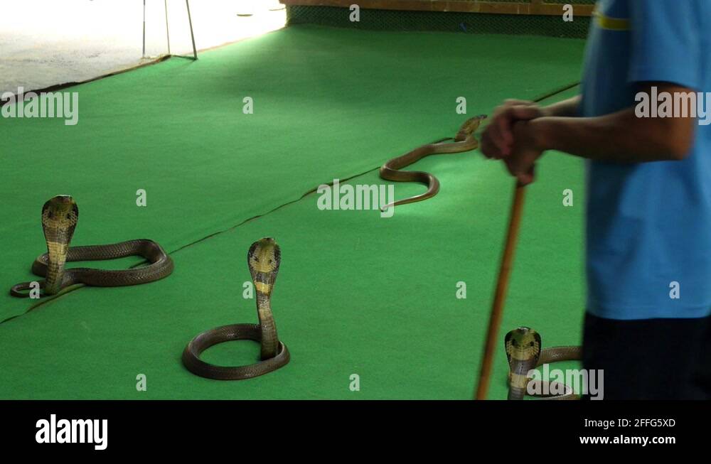 Cobra snakes Stock Videos & Footage - HD and 4K Video Clips - Alamy