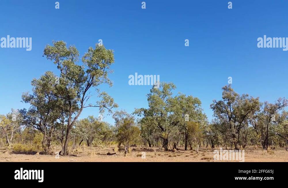 Isoptera Stock Videos & Footage - HD and 4K Video Clips - Alamy