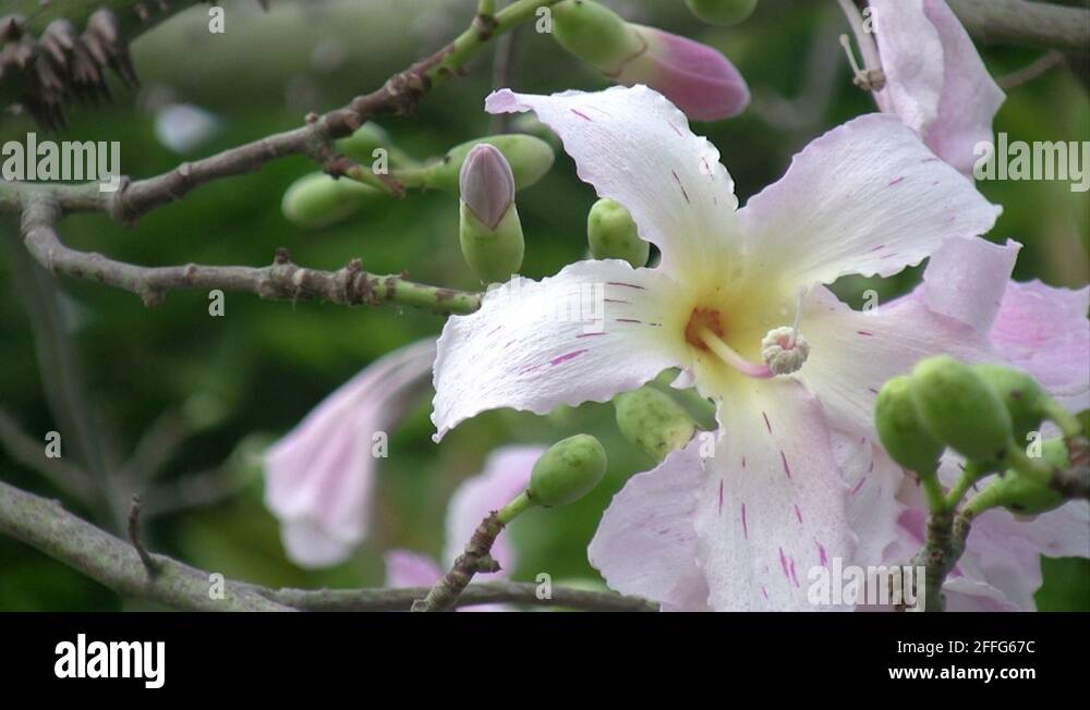 White floss tree Stock Videos & Footage - HD and 4K Video Clips - Alamy