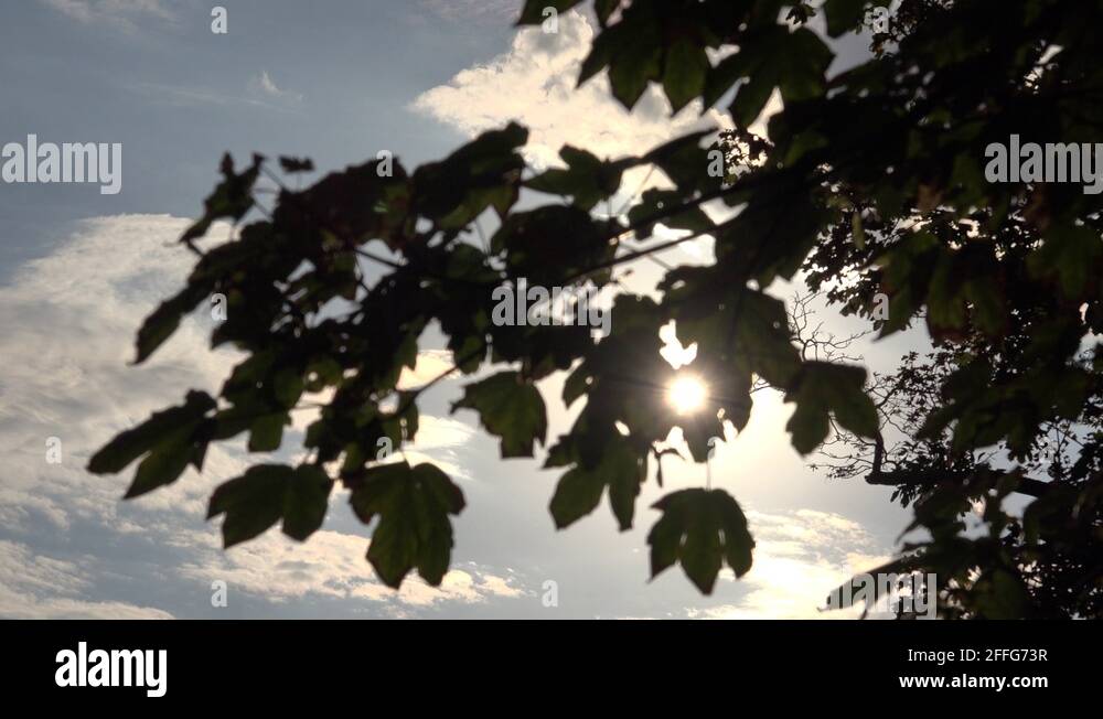 ULTRA HD 4K Beautiful sun ray tree leaf shade summer hot day blue sky ...
