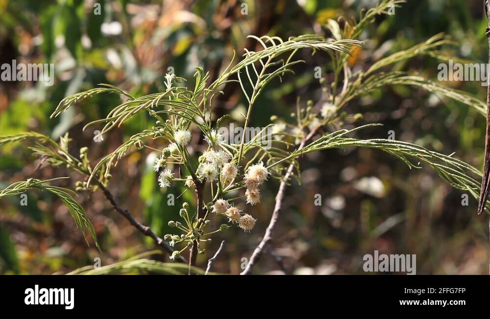 Cerrado Biome. Brazilian forest. Angico branco do cerrado Stock Video ...