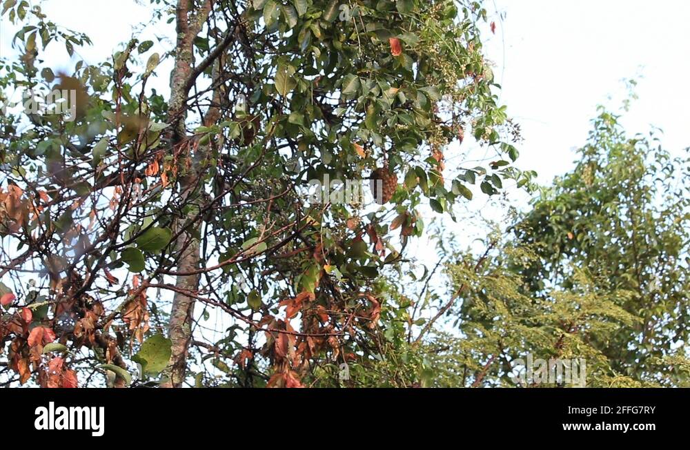 Cerrado Biome. Brazilian forest. Exotic fruit. Araticum Stock Video ...
