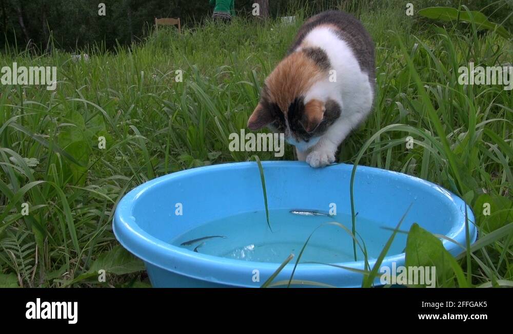 Fishing cat catch fish Stock Videos & Footage - HD and 4K Video Clips ...