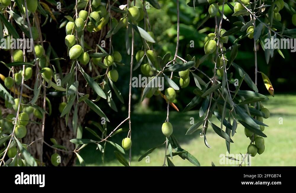 Olive olea europaea tree with fruit Stock Videos & Footage - HD and 4K ...