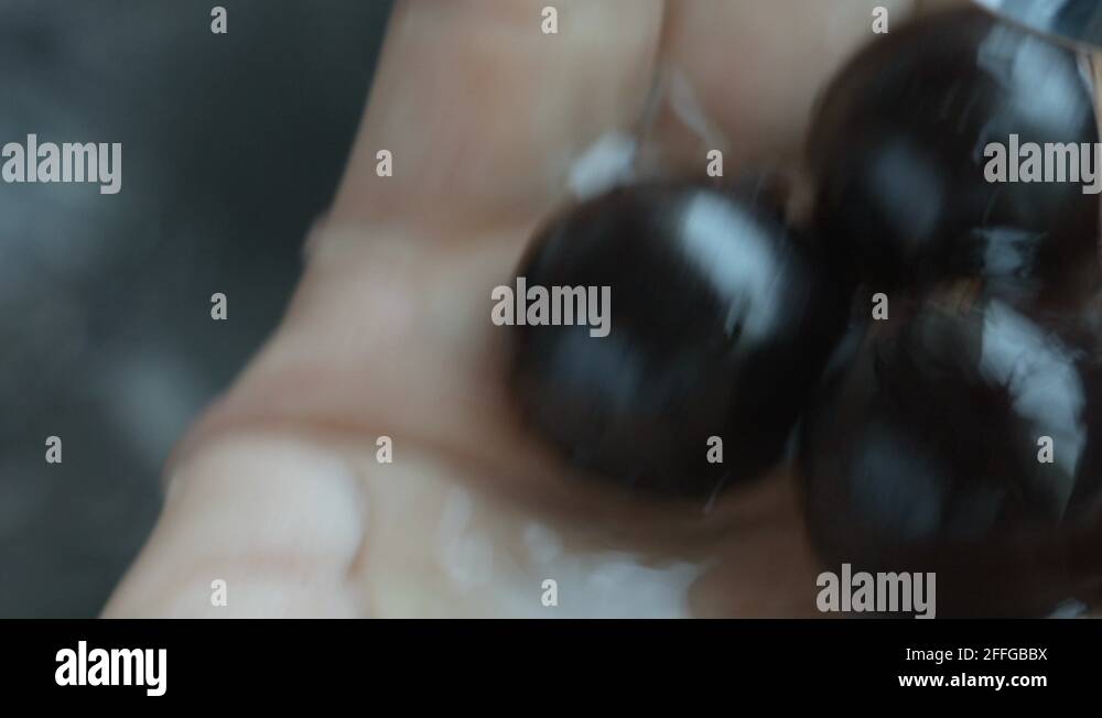 Womans hand washing the Brazilian Jaboticaba fruit (berry Stock Video ...