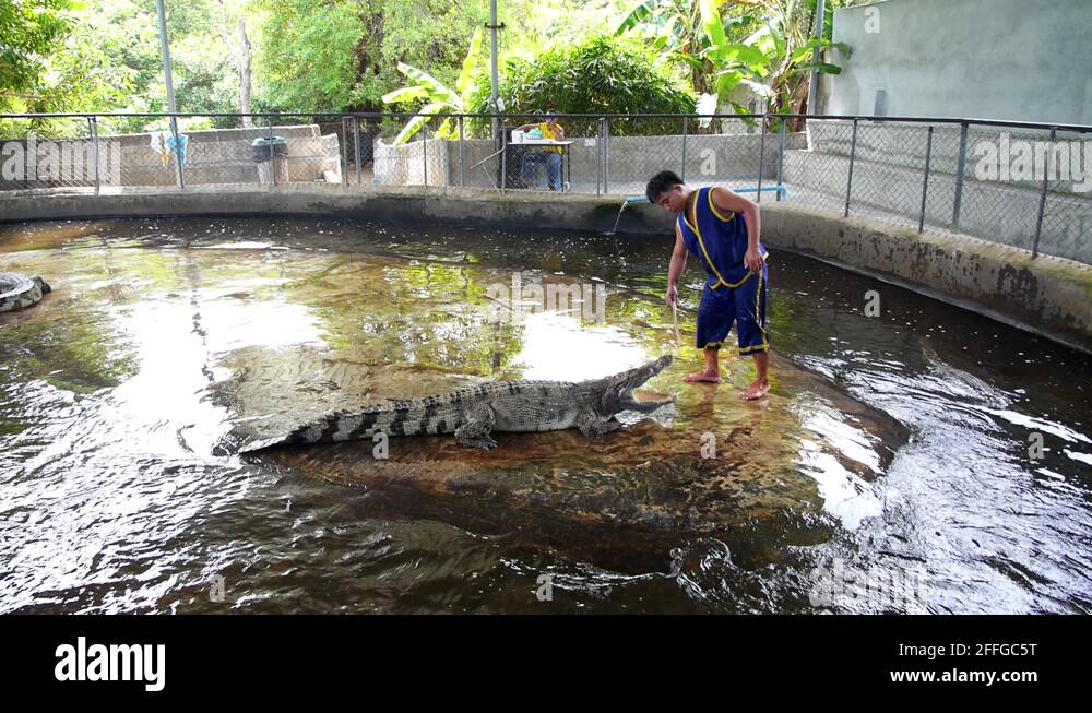 Crocodile trainer Stock Videos & Footage - HD and 4K Video Clips - Alamy