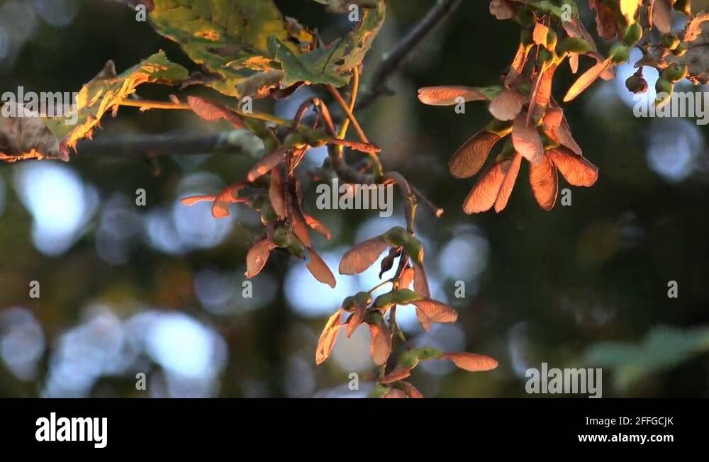 Reflections branches Stock Videos & Footage - HD and 4K Video Clips - Alamy