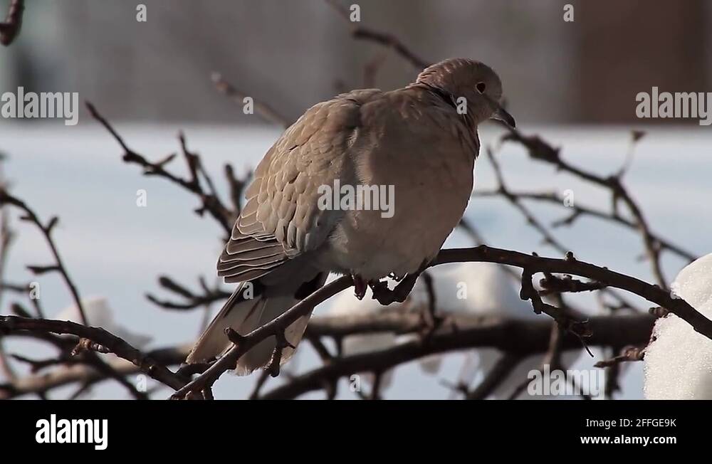 Columbiformes Stock Videos & Footage - HD and 4K Video Clips - Alamy