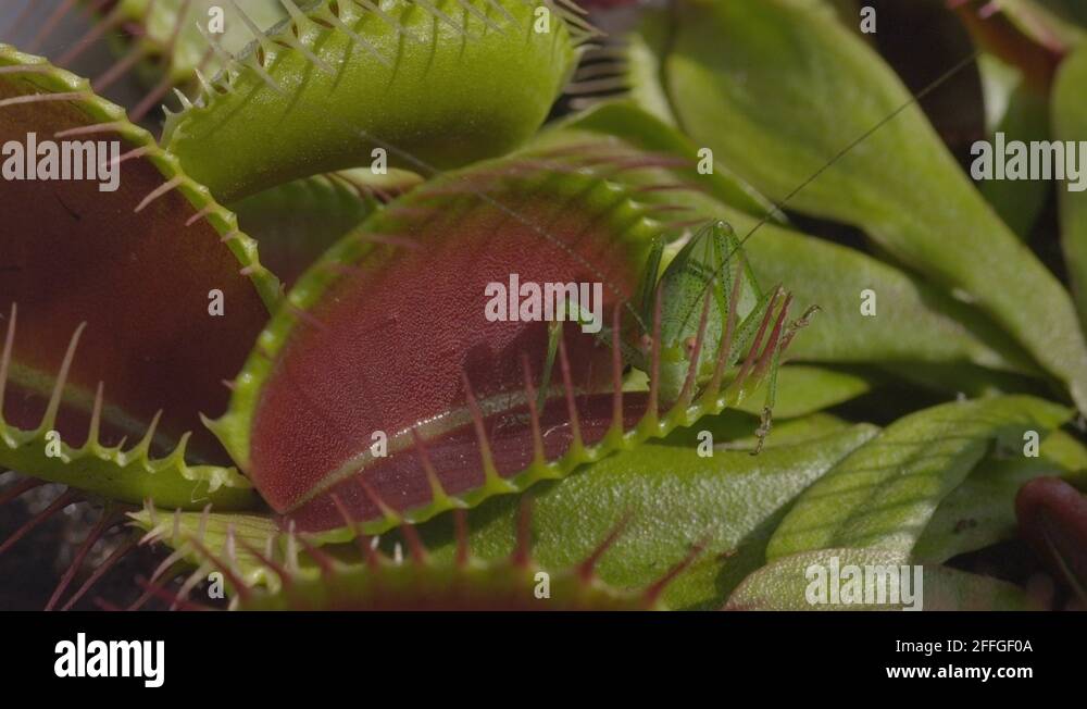 Carnivorous plant grasshopper Stock Videos & Footage - HD and 4K Video ...