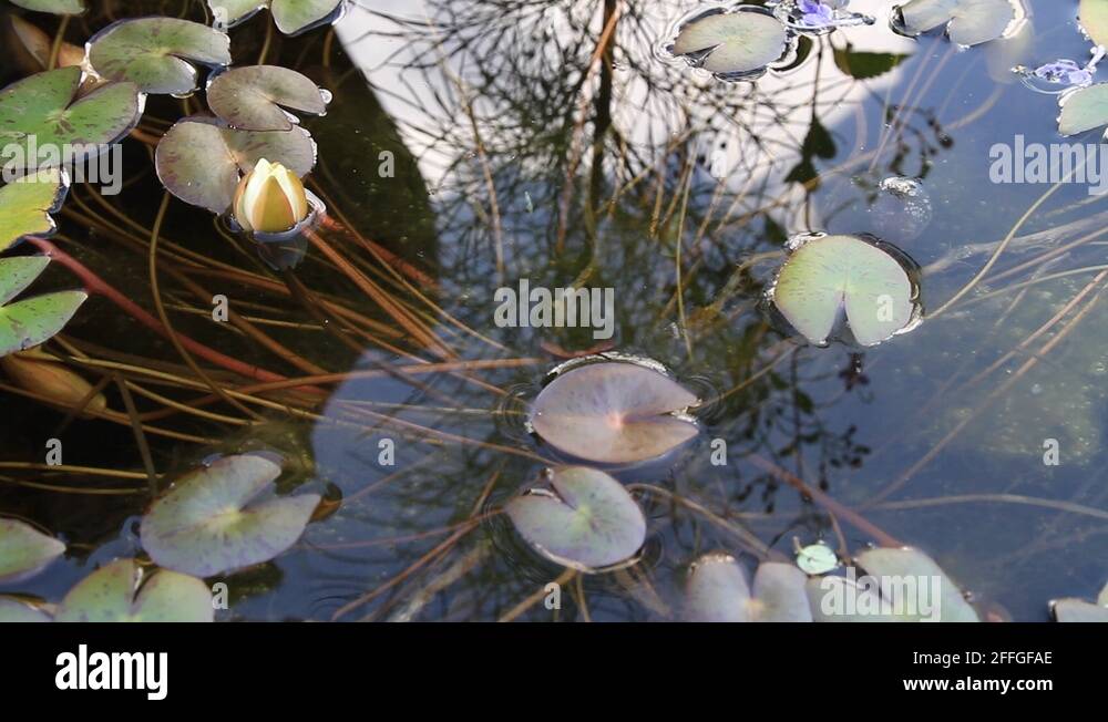 Lotus tree Stock Videos & Footage - HD and 4K Video Clips - Alamy