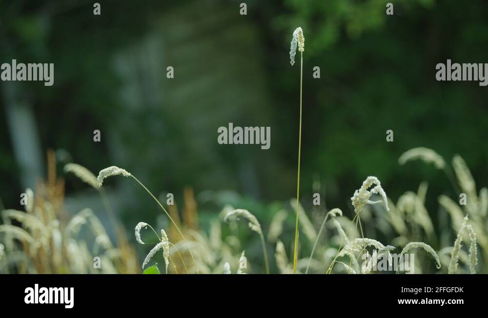 Cattail Blowing In The Wind In 4k Stock Video Footage Alamy