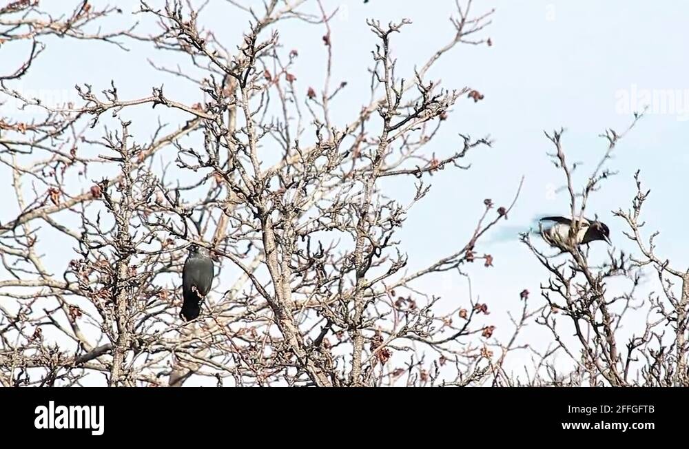 Magpie bird crow pica pica Stock Videos & Footage - HD and 4K Video ...