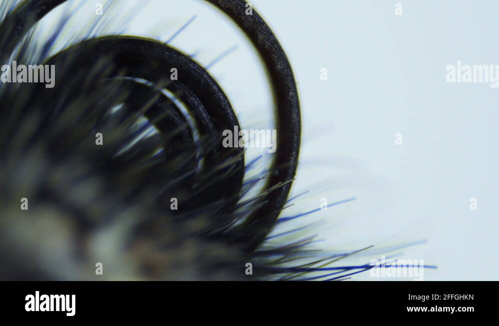 Insect flight sequence Stock Videos & Footage - HD and 4K Video Clips ...