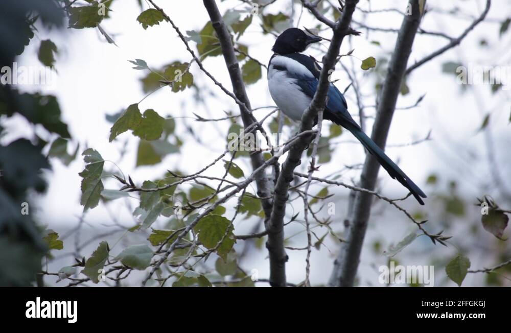 Scared tree branches bird Stock Videos & Footage - HD and 4K Video ...
