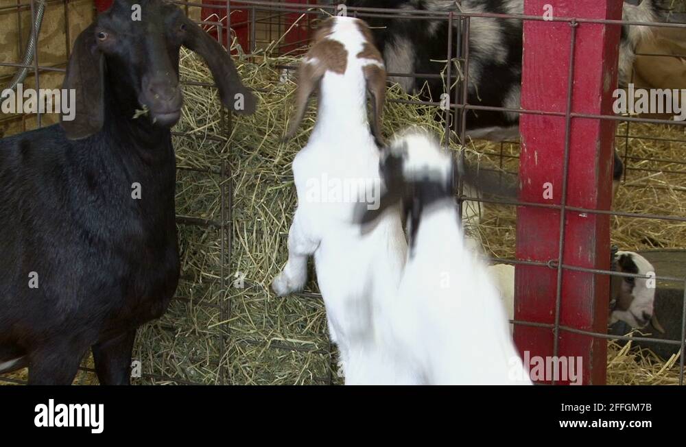 Mother and baby goats Stock Videos & Footage - HD and 4K Video Clips ...
