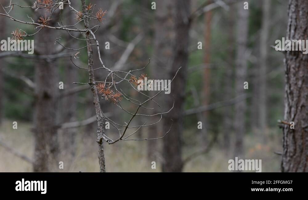 Unhealthy tree Stock Videos & Footage - HD and 4K Video Clips - Alamy