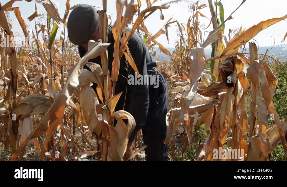 Traditional corn farming Stock Videos & Footage - HD and 4K Video Clips ...