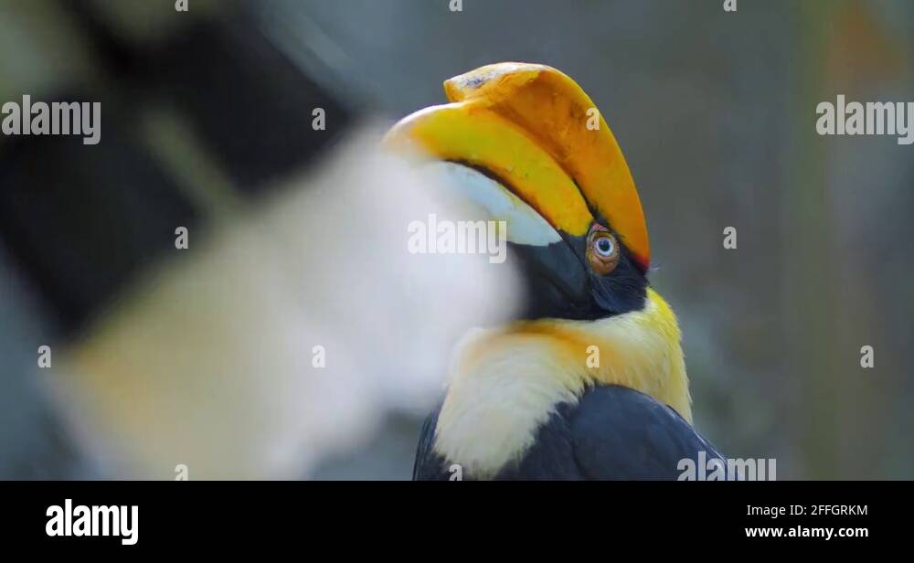 Big yellow beak Stock Videos & Footage - HD and 4K Video Clips - Alamy