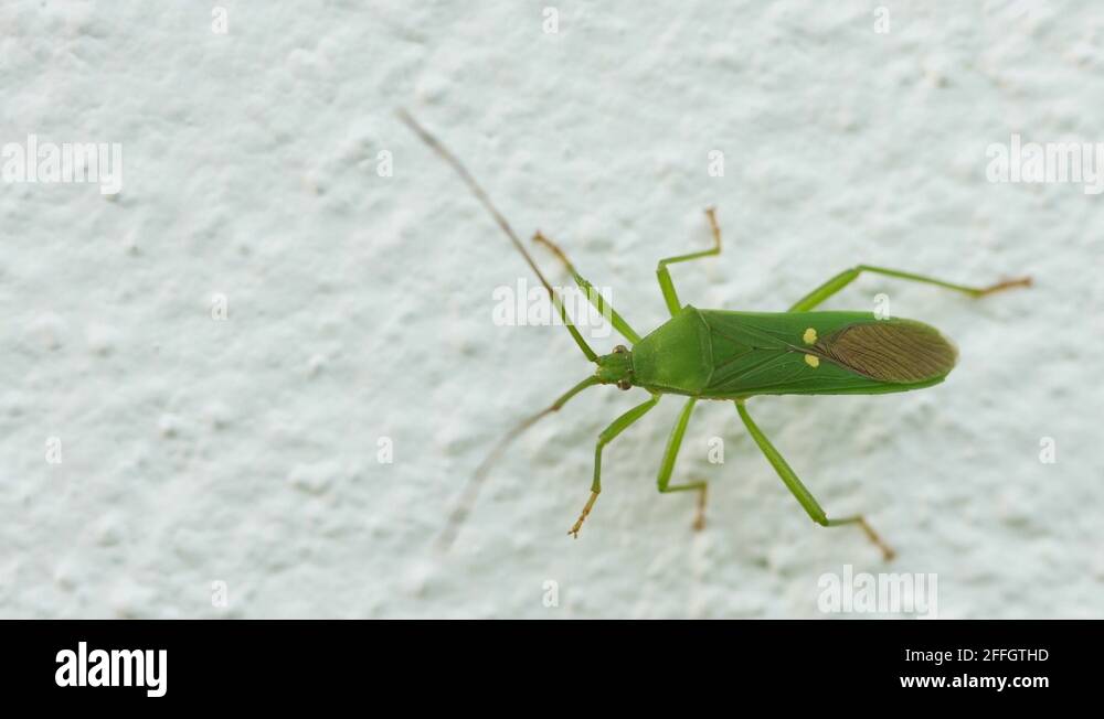 Insects of thailand Stock Videos & Footage - HD and 4K Video Clips - Alamy